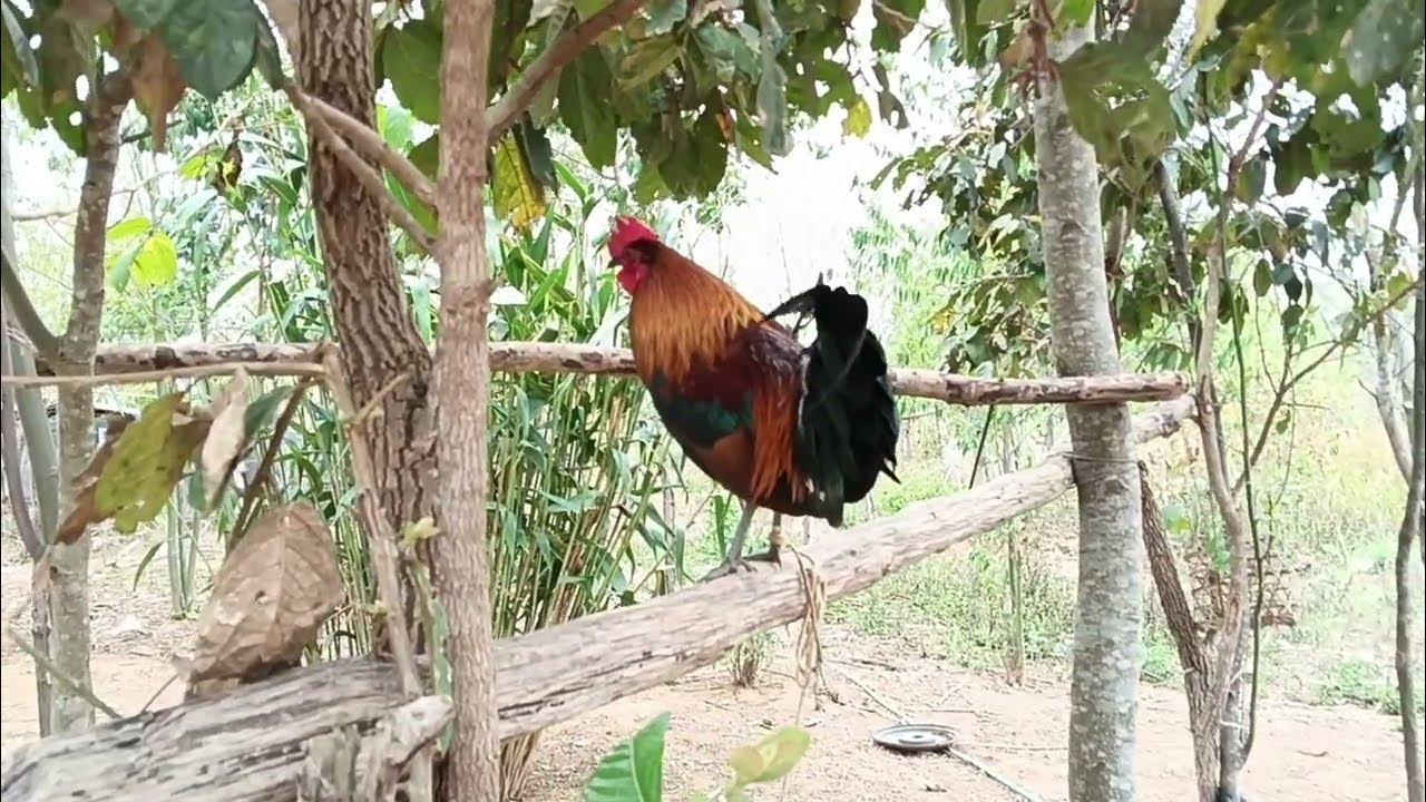 Saib Qaib f2 ua Ke Nawb 0302132069 app 02095873356 - YouTube