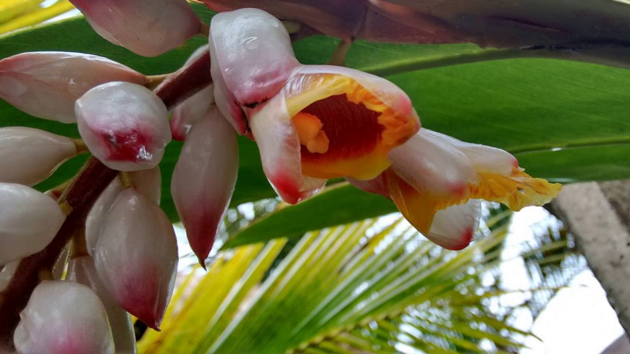 FLOR DE COLÔNIA - YouTube