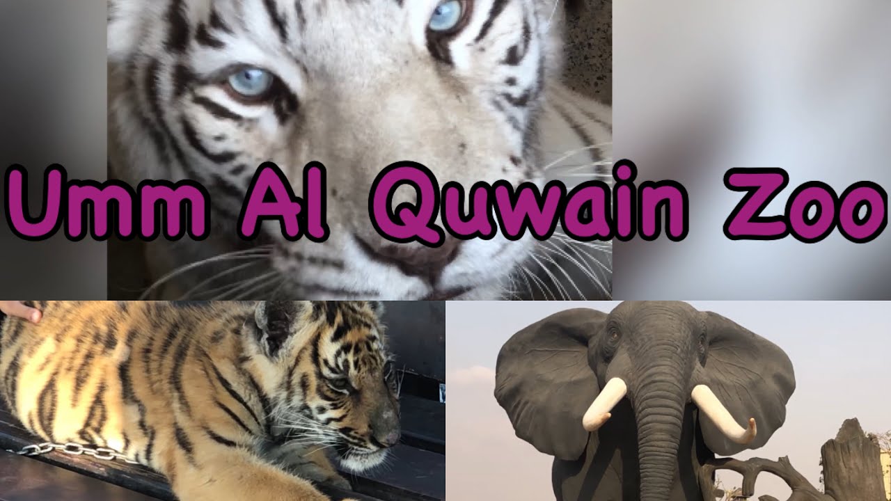 Umm Al Quwain Zoo wild life park | private zoo in Uae |zoo in Uae |wild ...