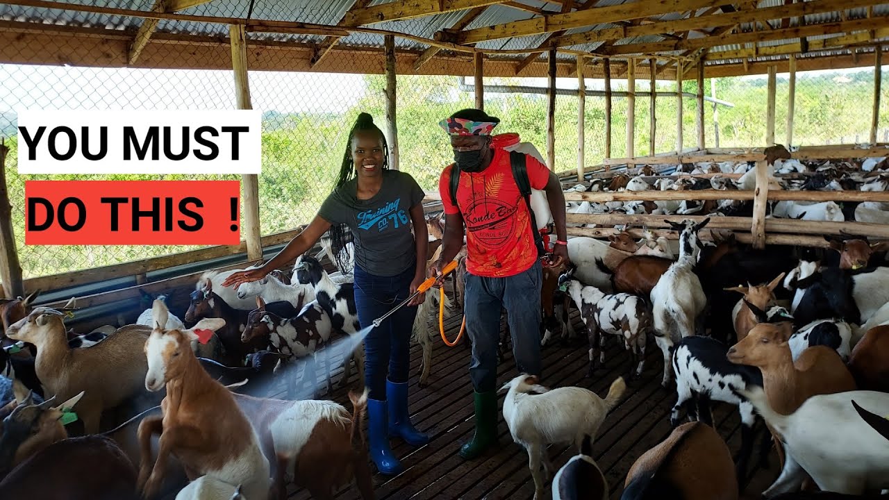 How To Be A Successful MIXED FARMER? | TOP Farm Activities - YouTube