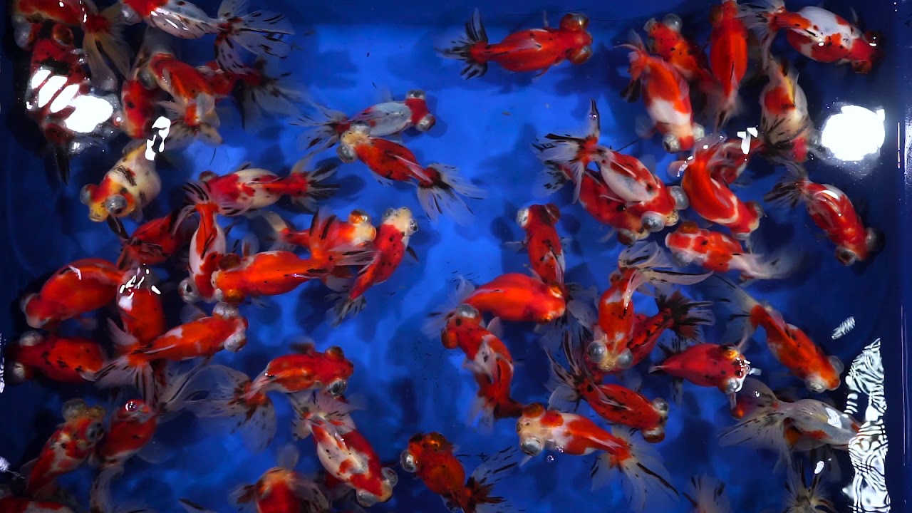 4-5" Calico Moor Fancy Imported Goldfish from Blue Ridge Koi - YouTube