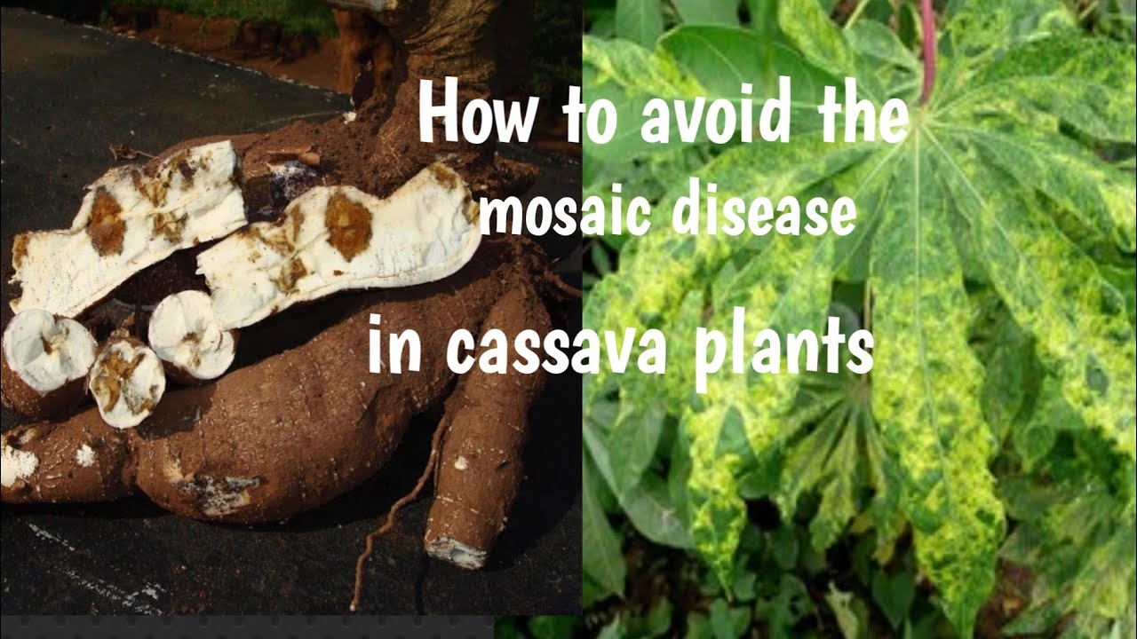 Cassava mosaic virus - YouTube