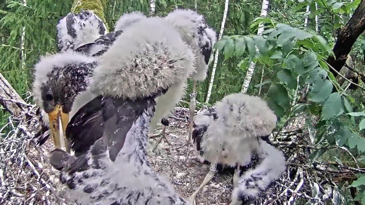 Melnais stārķis~ OXF4 is preening itself in front of camera~9:27 am ...
