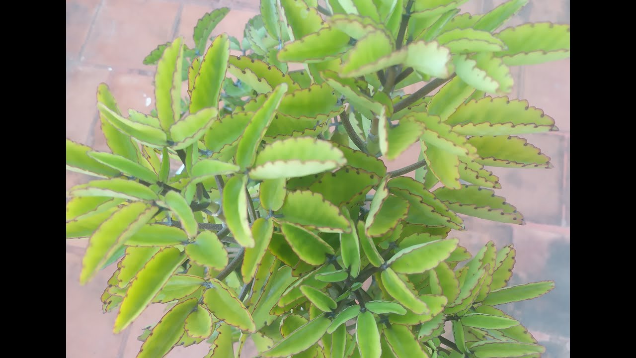 How to Grow Ranakalli in Tamil - YouTube