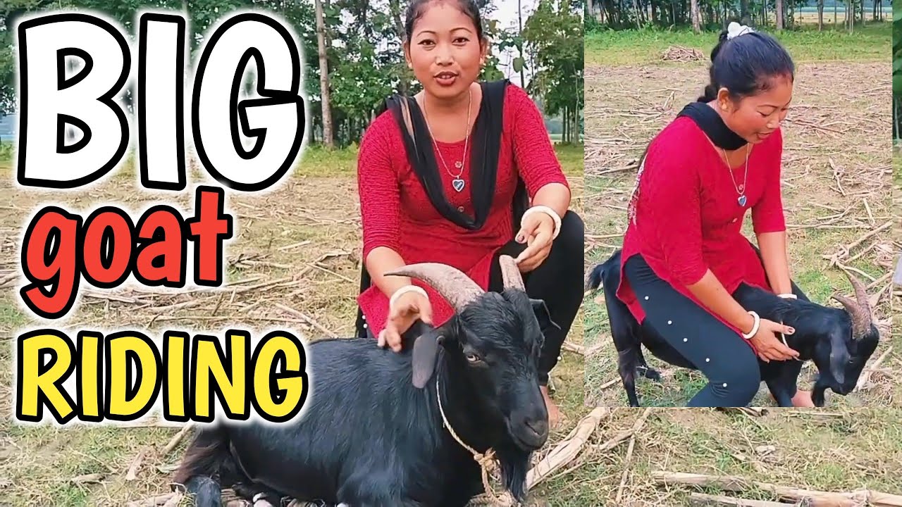 big goat riding || goat riding girl || woman riding goat in village ...