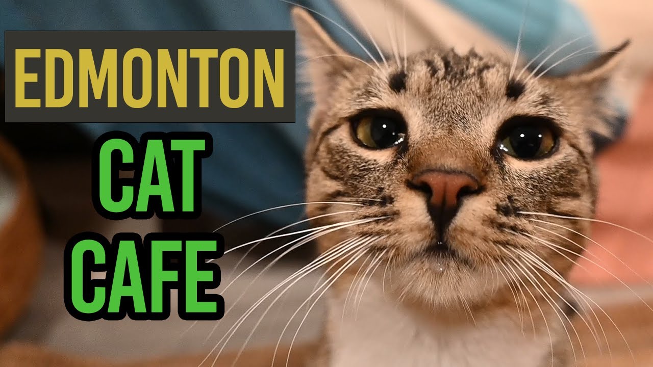The Secret Cat Lover's Paradise in Edmonton - YouTube
