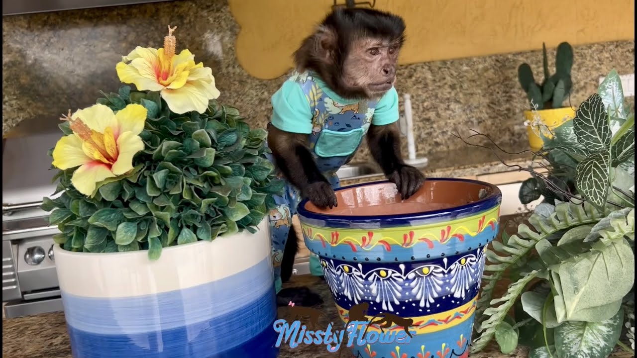 Monkey Toby helps pick up the storm mess! 😜🤣🐒 ️ - YouTube