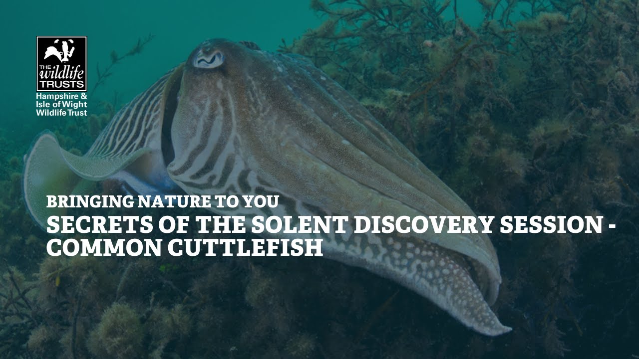 Secrets of the Solent discovery sessions - common cuttlefish - YouTube