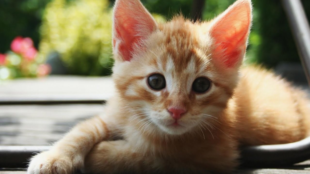 Amazing Facts about Cats - YouTube