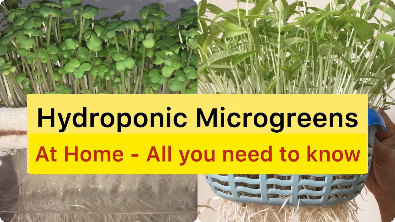 HYDROPONIC MICROGREENS AT HOME - All you need to know (FROM START TO ...