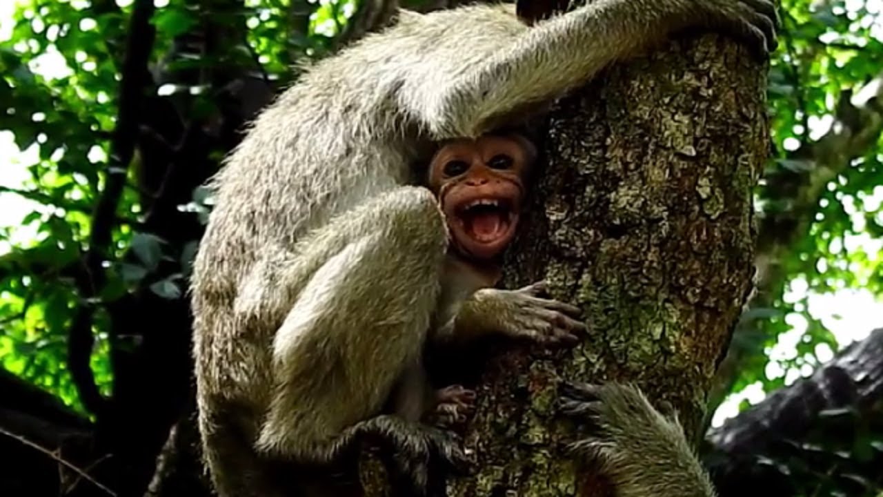 Deeply cry!! Poor baby monkey screaming loudly angry mom leave him ...