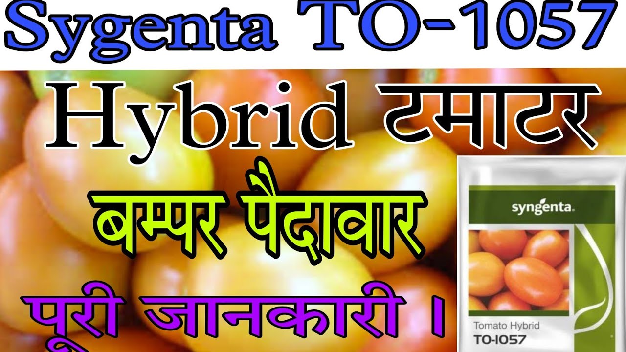 Sygenta Hybrid TO-1057 Tamato/ Sygenta टमाटर 1057 हाइब्रिड बीज। #टमाटर ...