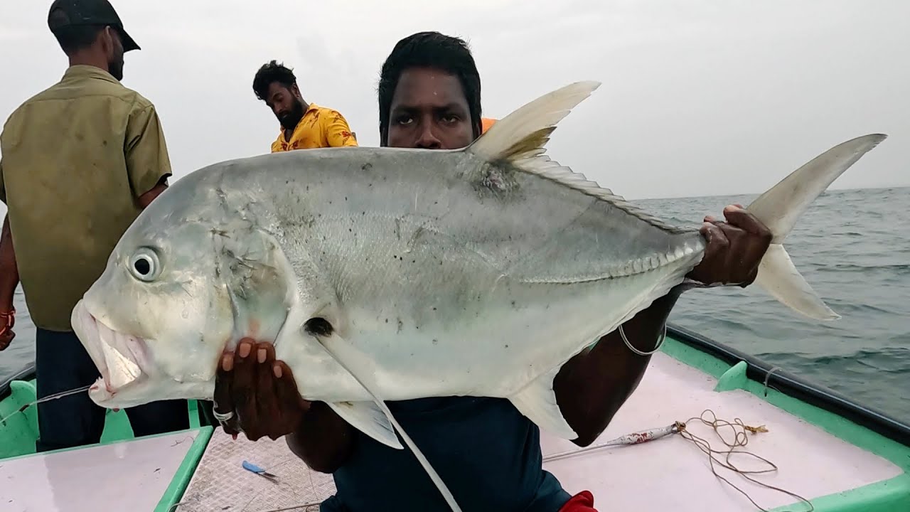 Catching Cobia, King Fish & Giant Trevally in the Sea - YouTube