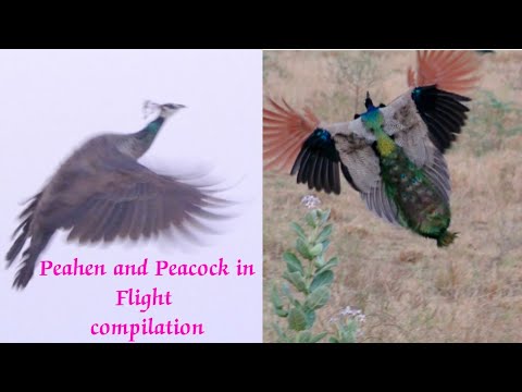 Peacocks and Peahens in flight compilation | Peacock and Peahen flying