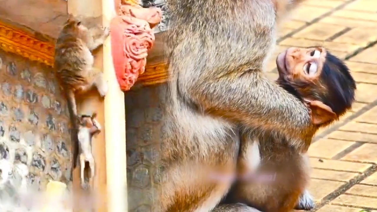 The monkey fell from a height because its hind legs were paralyzed and ...