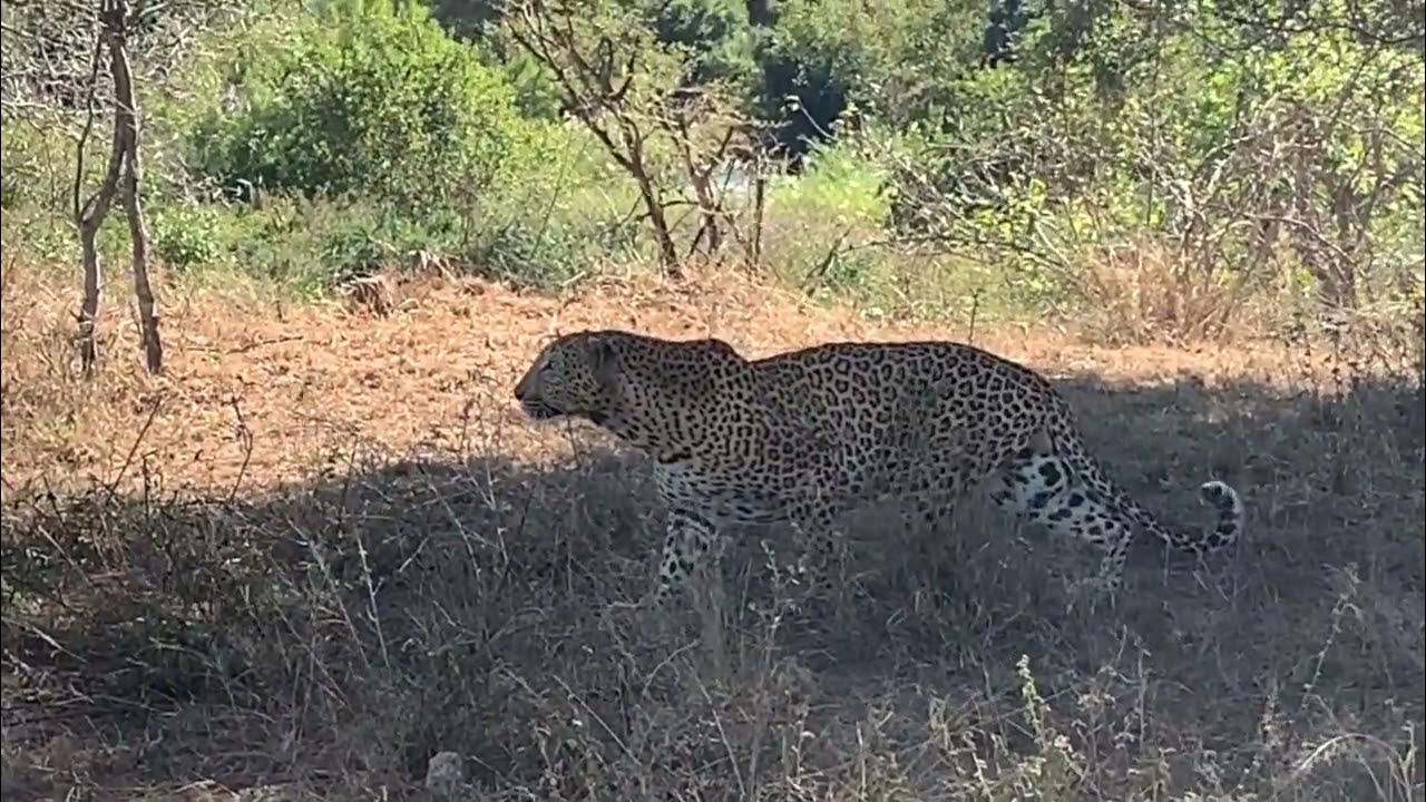 Leopard kills impala - YouTube