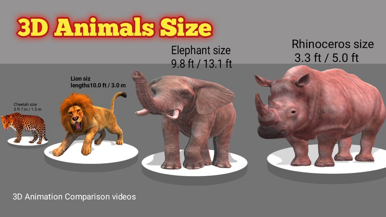 Animals Size Comparison | Real 3d Animation Comparison | Scale ...
