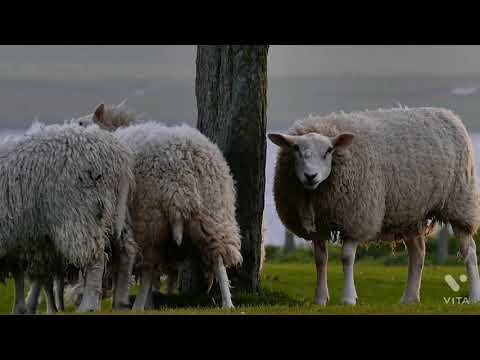 oh sheep!