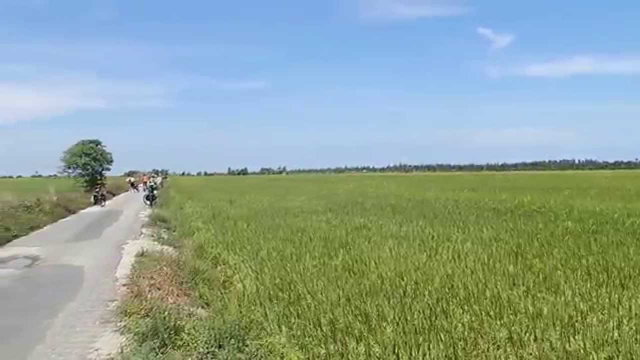 Scenic Padi Fields Sekinchan - YouTube