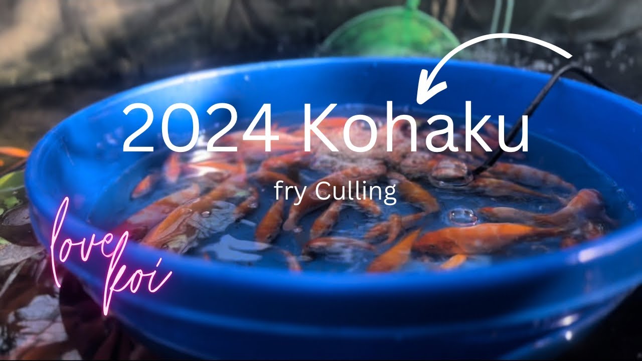 2024 Kohaku koi fry Culling #koifry #koi - YouTube