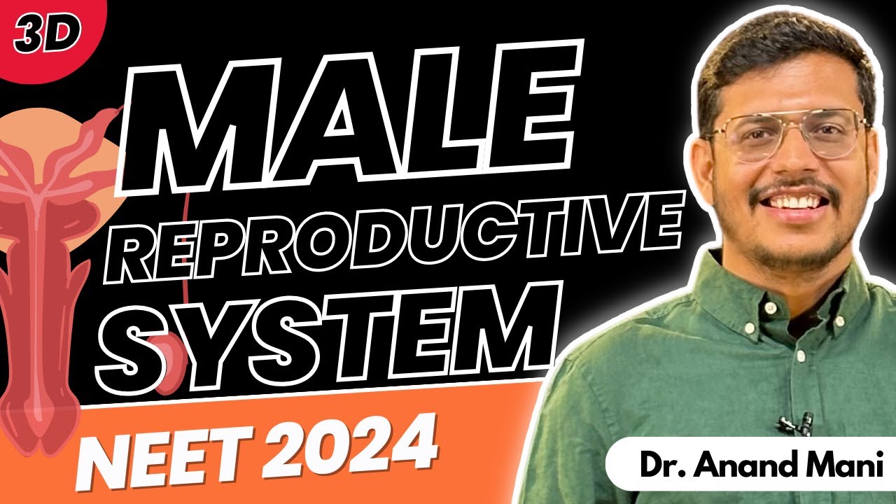 Human Reproduction In 3D | Male Reproductive System | Part 1 | NEET ...