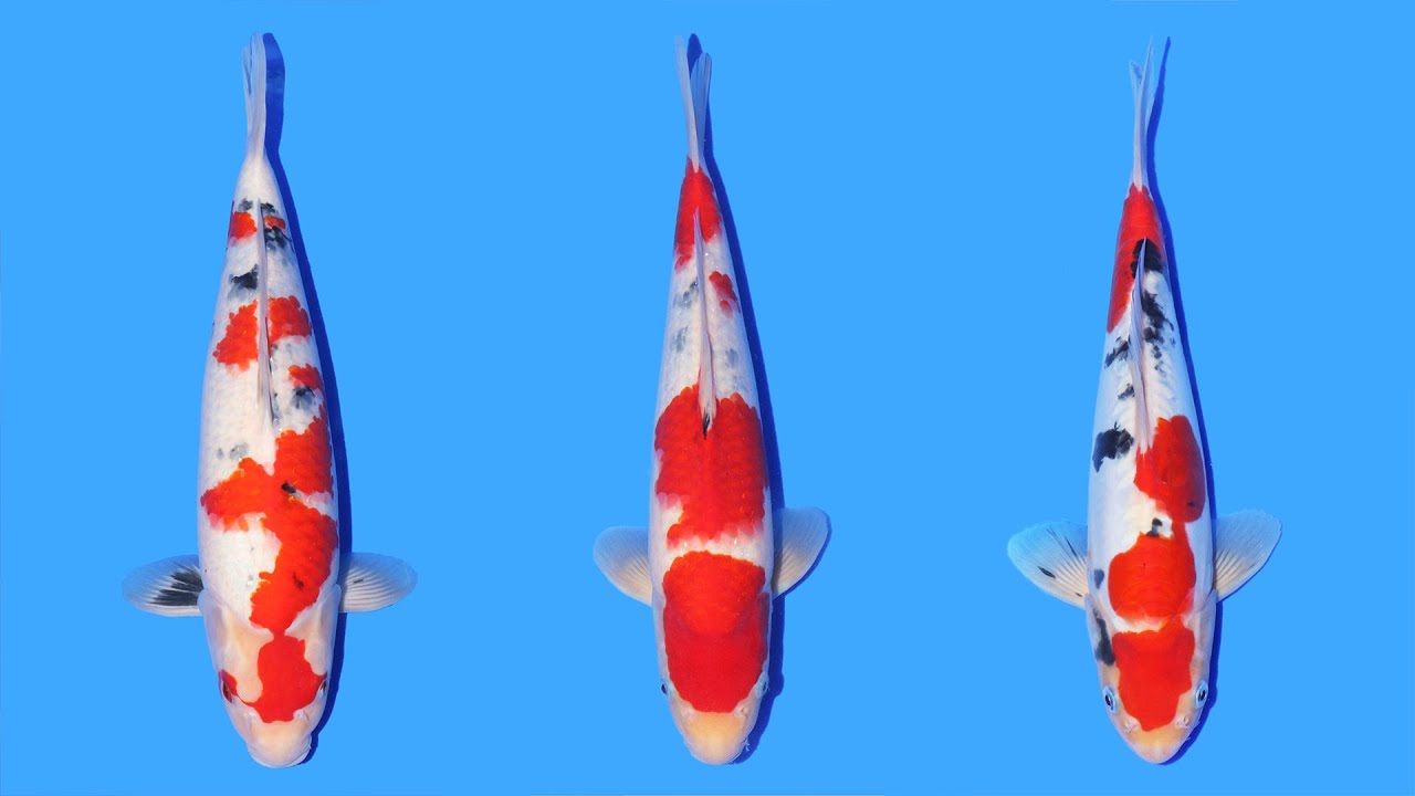 Expert Advice on Selecting Sanke Koi: What to Know Before You Buy - YouTube