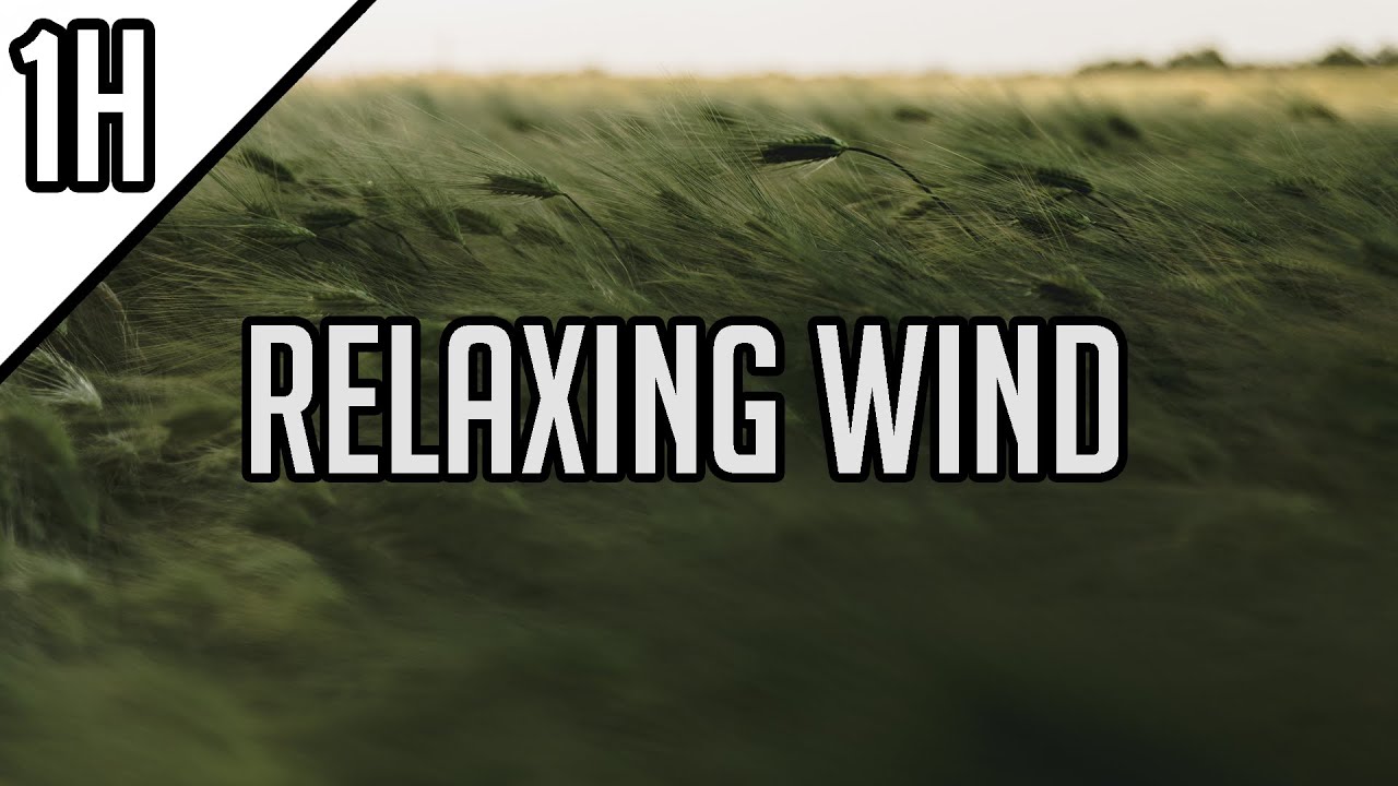 Relaxing Wind Sounds For Sleep & Studying | 1 Hour - YouTube