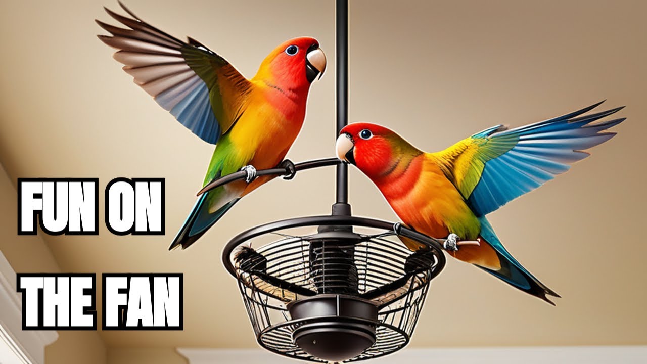 Avian Acrobatics: Lovebirds on the Ceiling Fan Carousel - YouTube