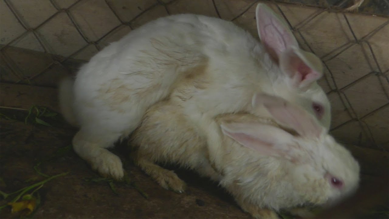 Breeding red-eyed white rabbits gives birth to offspring. - YouTube