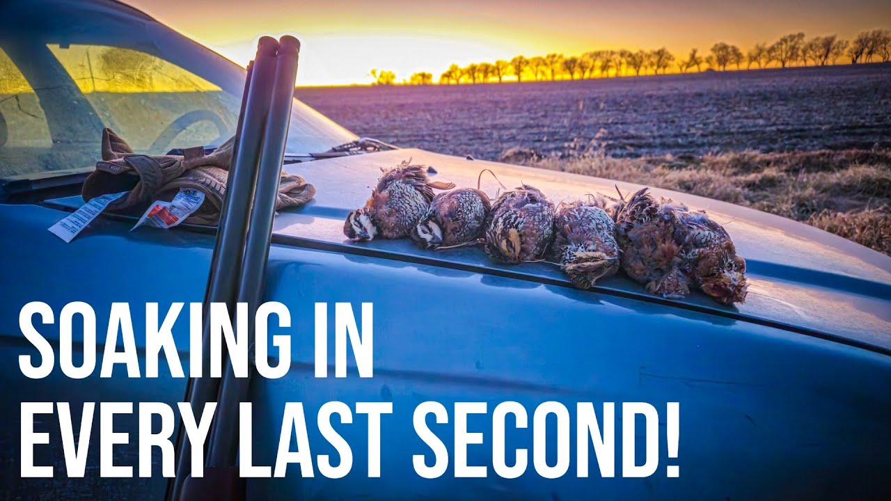 QUAIL POPCORN FLUSHING OUT OF THE GRASS! SOAKING IN EVERY LAST SECOND ...