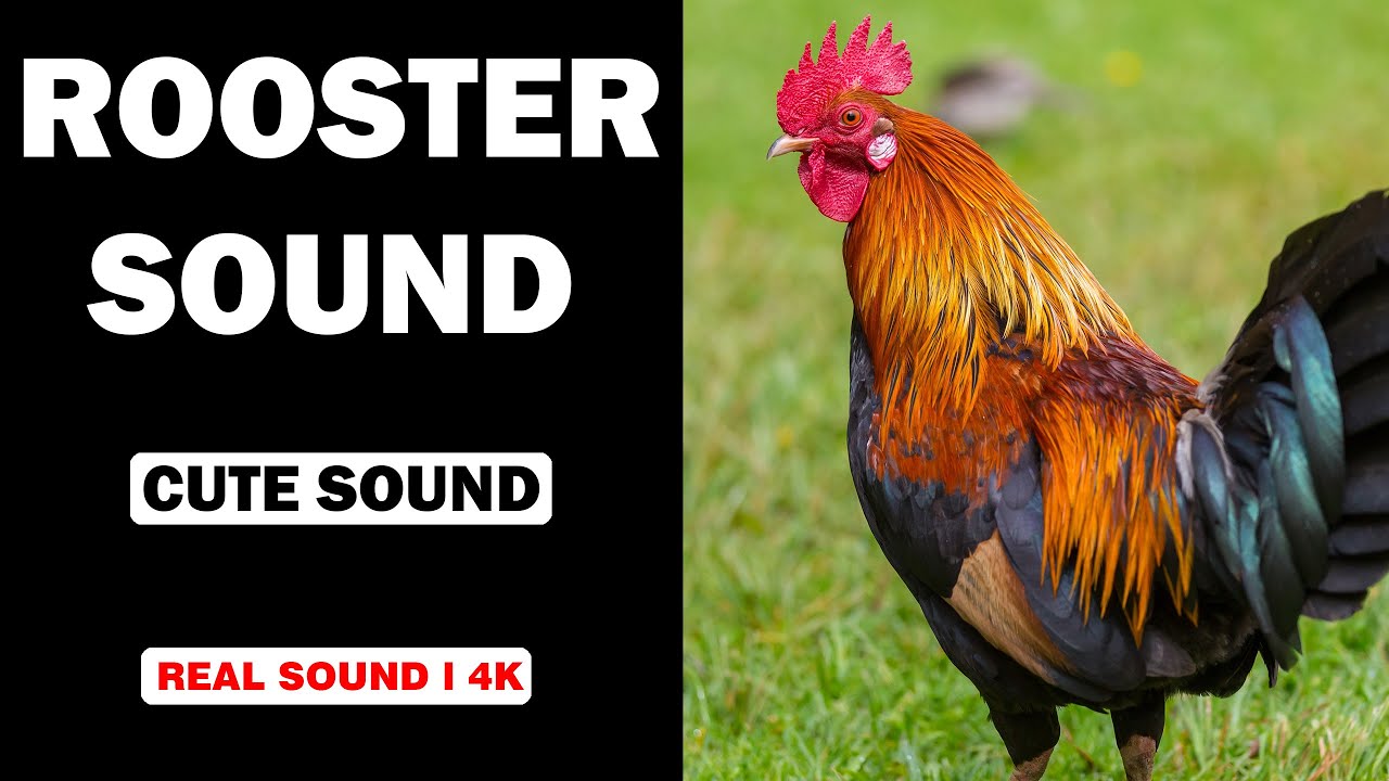 Real Rooster Sounds | High Quality | Cute Rooster Experience! | 4K ...