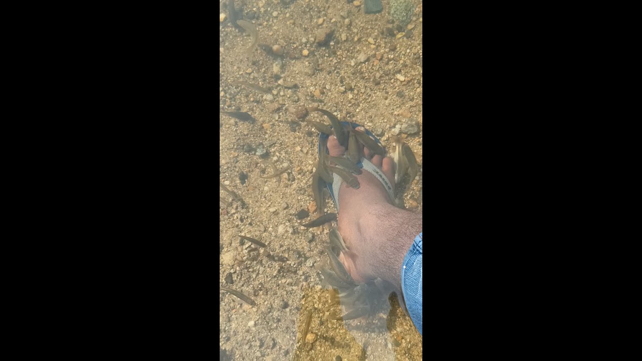 Fish Spa @ Garra Rufa fish care Free Treatment in natural river water ...