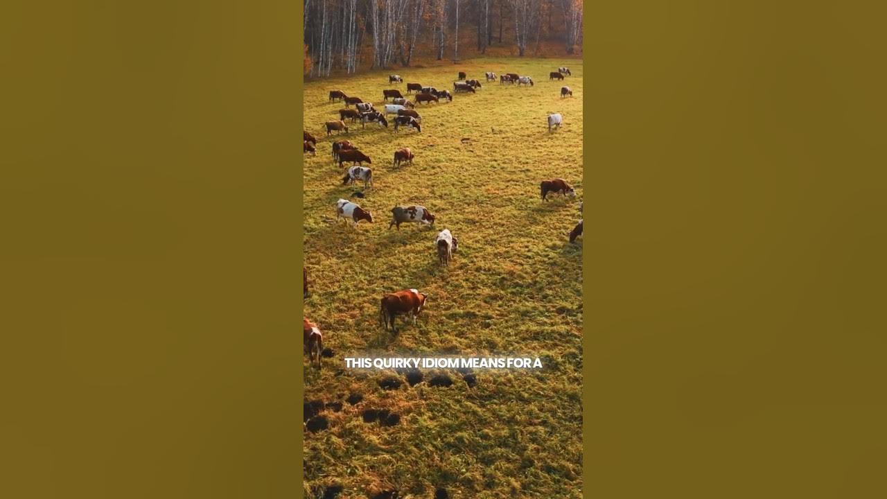 Phrase “Till the Cows come Home” : Meaning & Origin ! #phrases #english #didyouknow #facts # ...