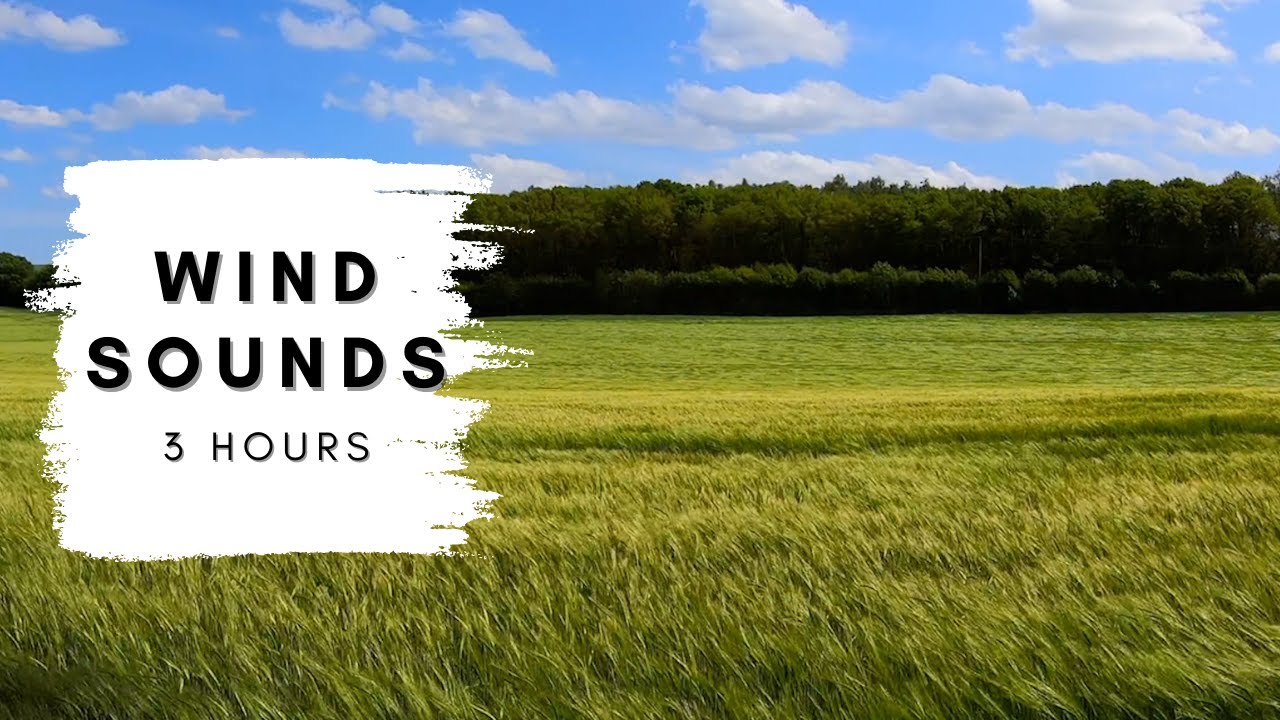Wind Sounds in a Grass Field - White Noise for 3 Hours - For Deep Sleep ...