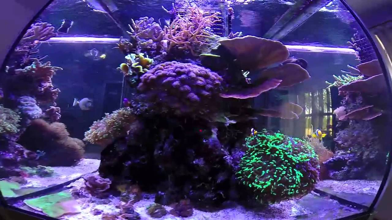 Reef cube tank - YouTube
