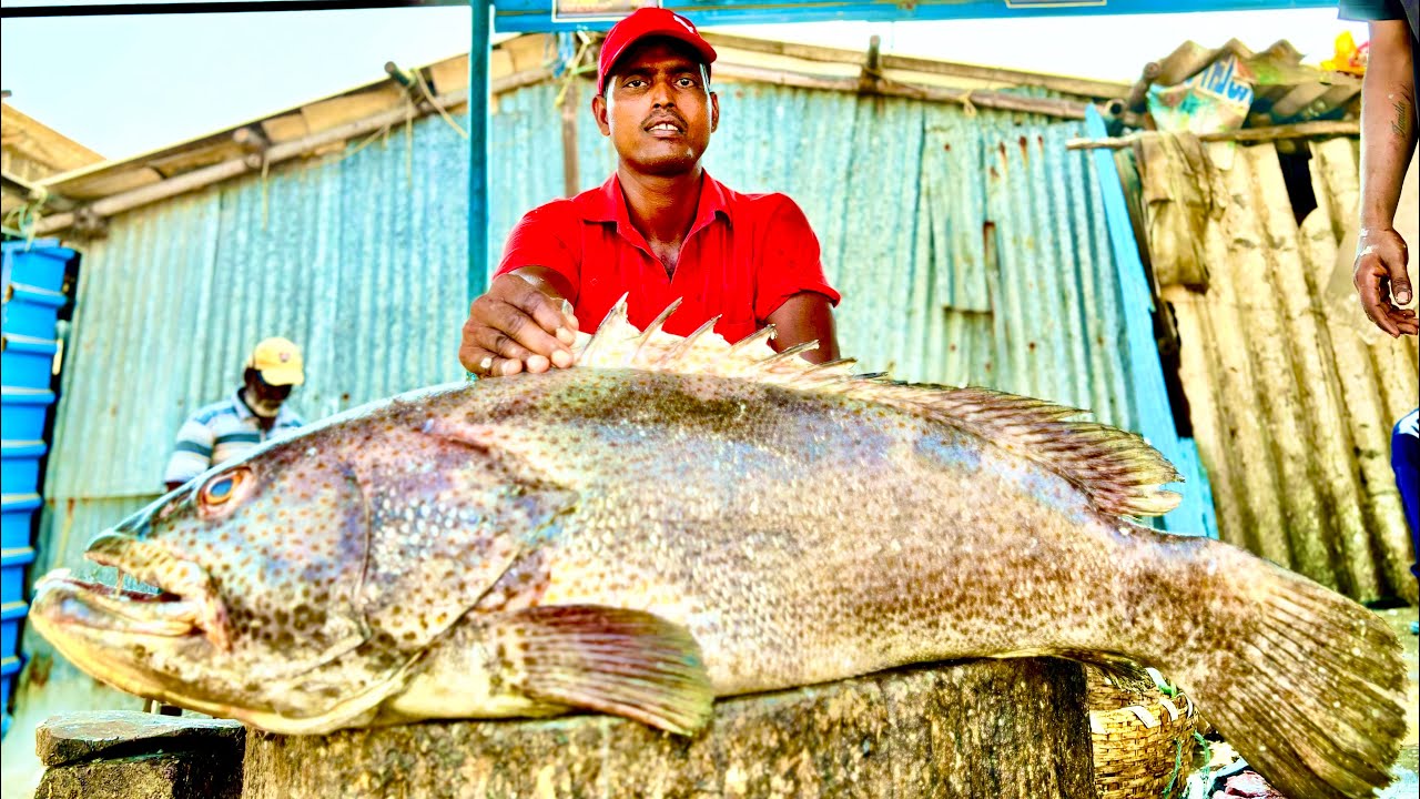 KASIMEDU🐠SHANKAR |35 KG BIG BROWN GROUPER FISH CUTTING VIDEO IN ...