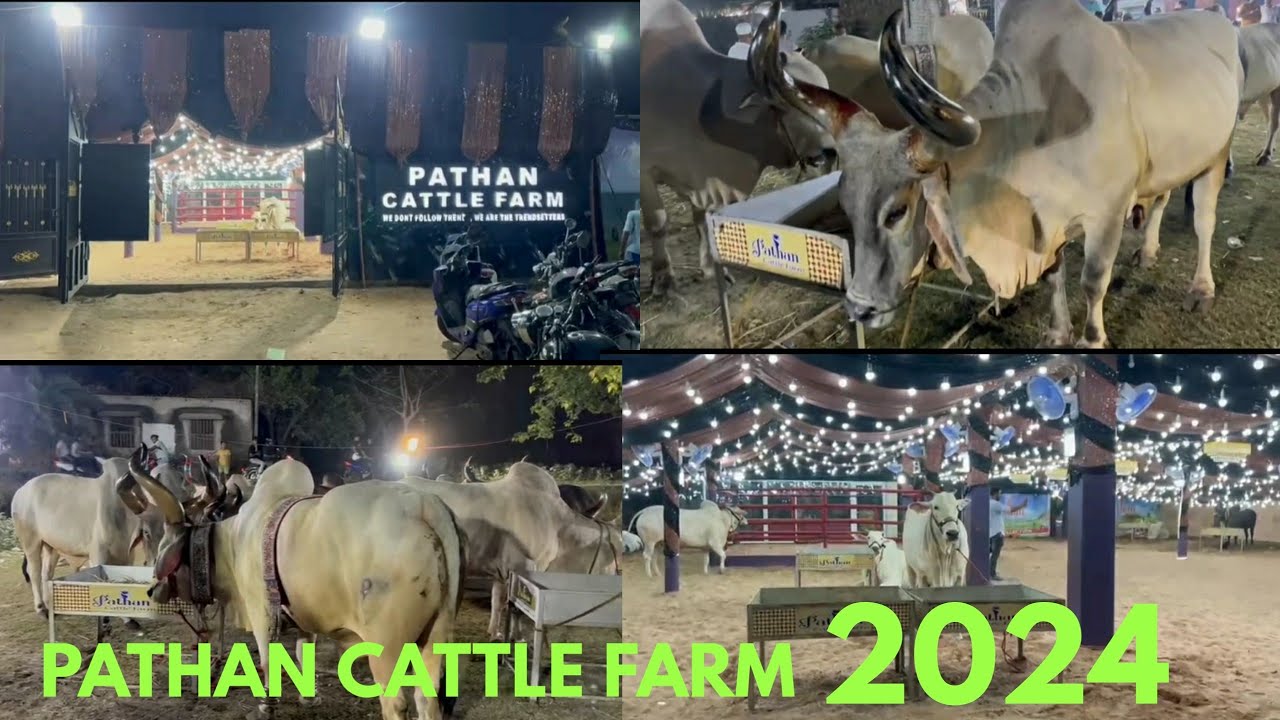 Most Biggest Kankrej Ox And Cow Collection of Pathan Cattle Farm In ...