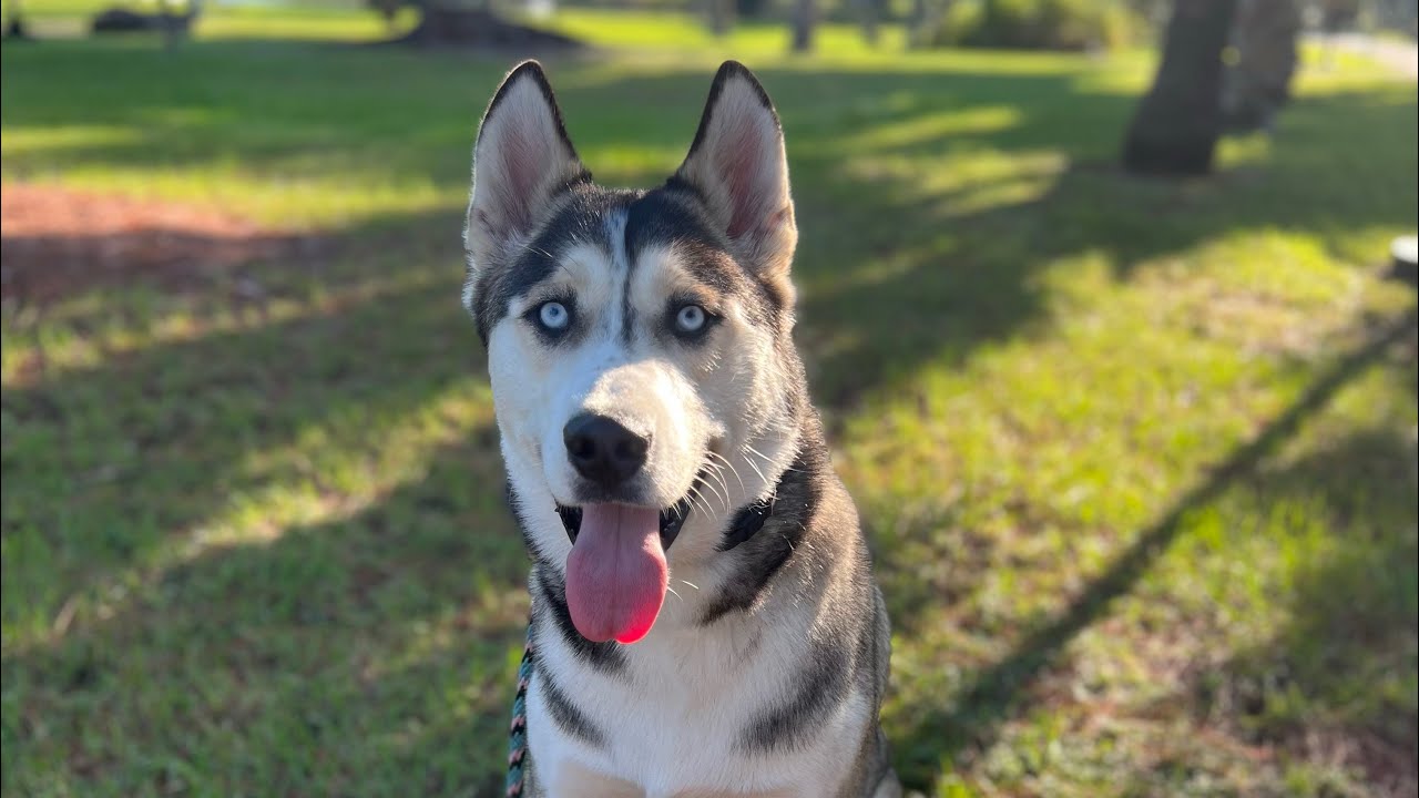 SIBERIAN HUSKY | GOOSE | BOARD AND TRAIN | ADVANCED OBEDIENCE - YouTube