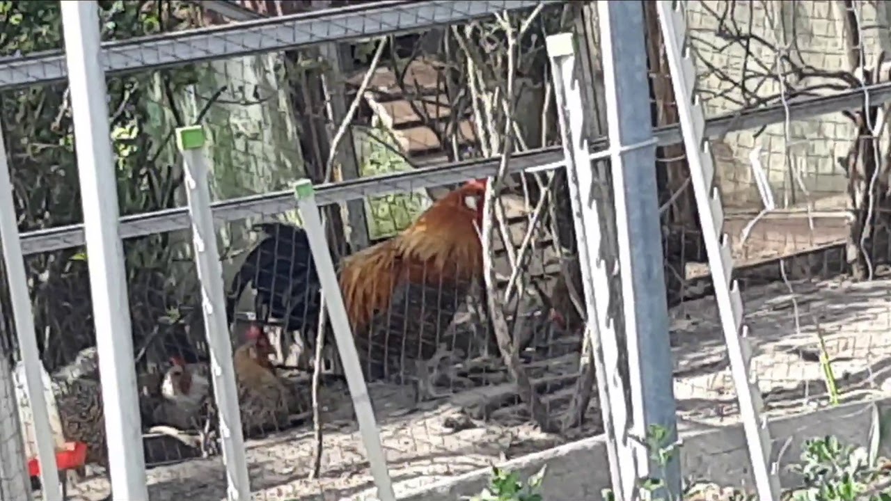 Rooster crowing gallo cantando - YouTube