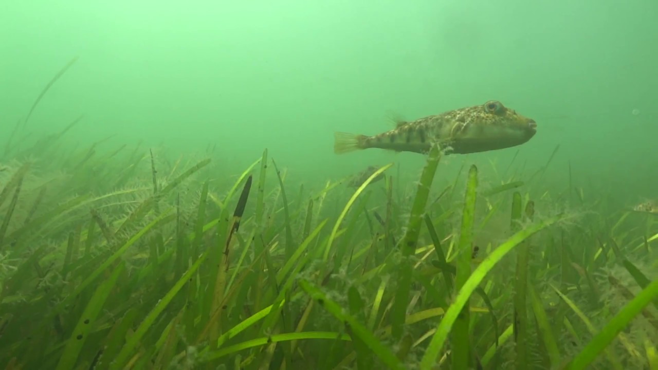 Blowfish (Northern Puffer) in Gardeners Bay, Peconic Estuary, NY. CCE ...