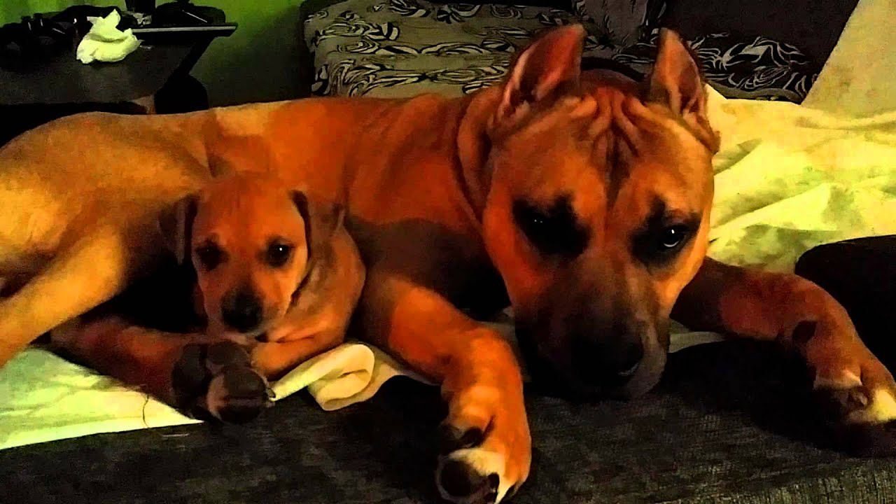 Amstaff look the camera - YouTube