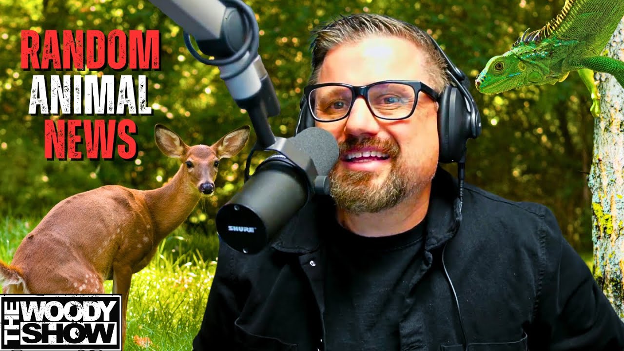 RANDOM ANIMAL NEWS - YouTube