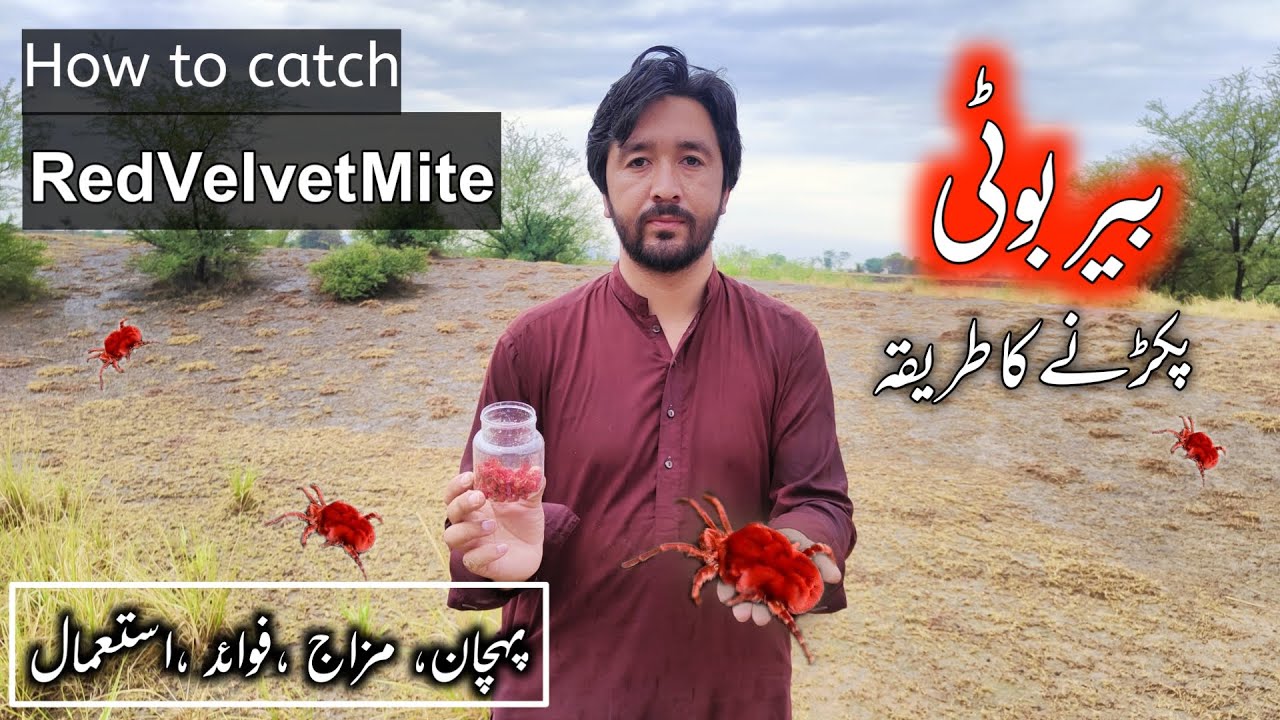 Bair bahuti kaise pakrty han | Beer boti ke fawaid | بیر بہوٹی کی پہچان ...