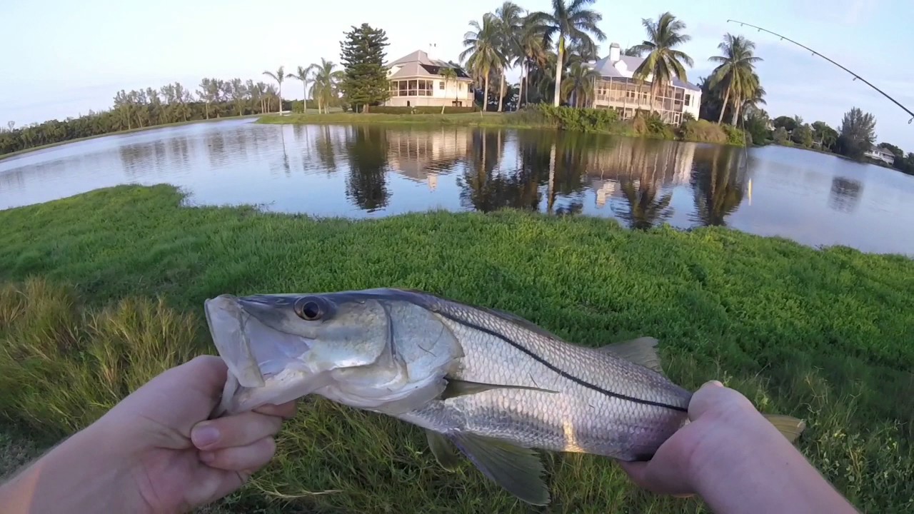CATCHING BABY SNOOK - YouTube