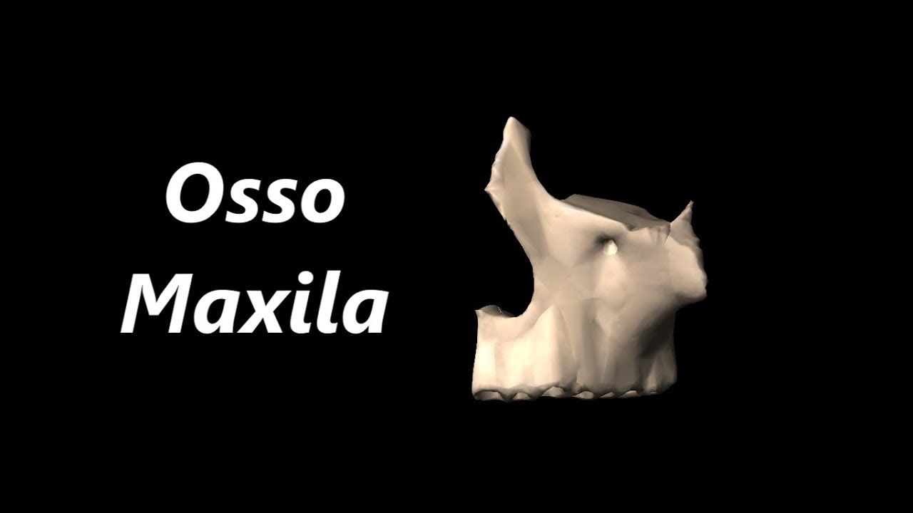 Anatomia da Maxila em 3D - YouTube
