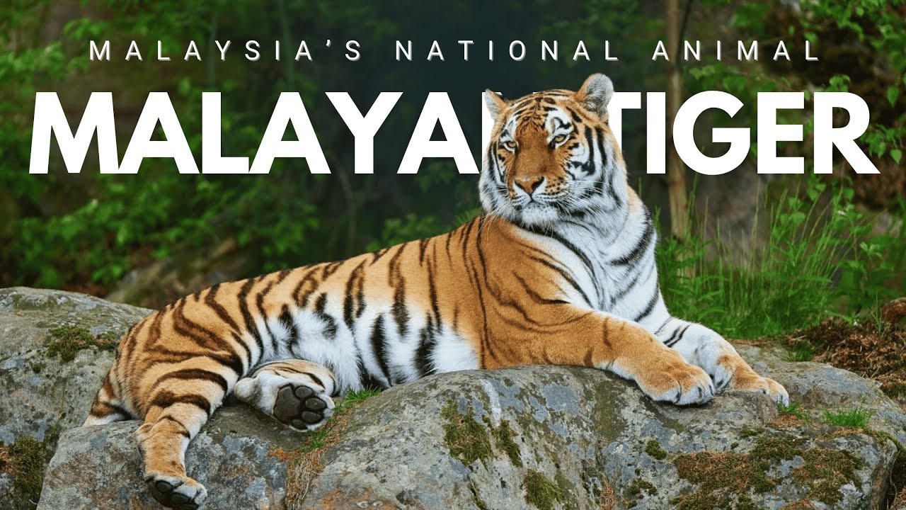 Malayan Tiger – The King of Malaysia’s Rainforest - YouTube