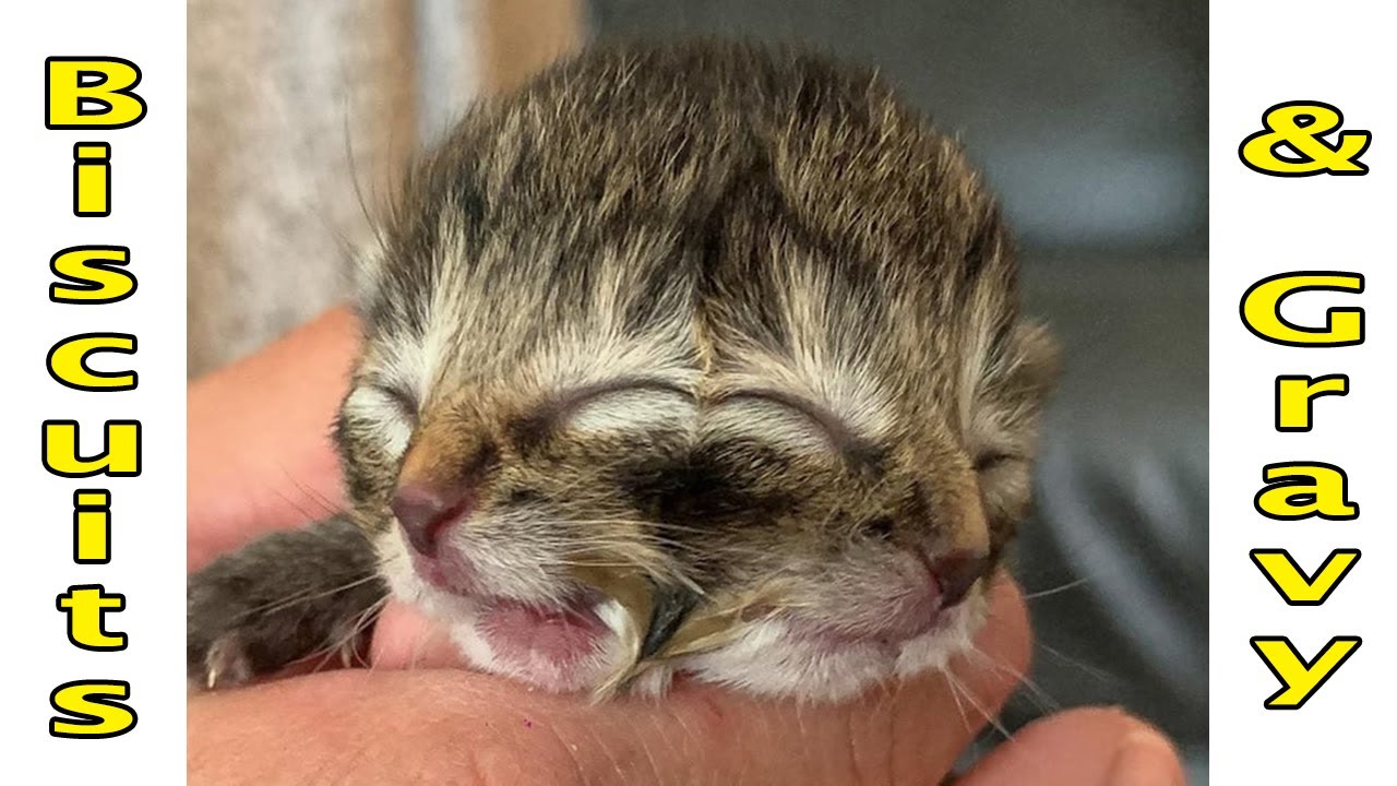 Update JANUS CATS two-faced kittens Biscuits & Gravy JUST DIED ...