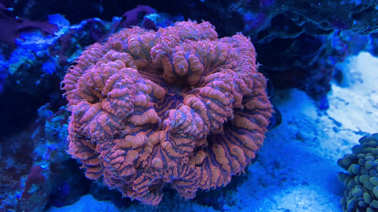 Rarest reef coral in the world - YouTube