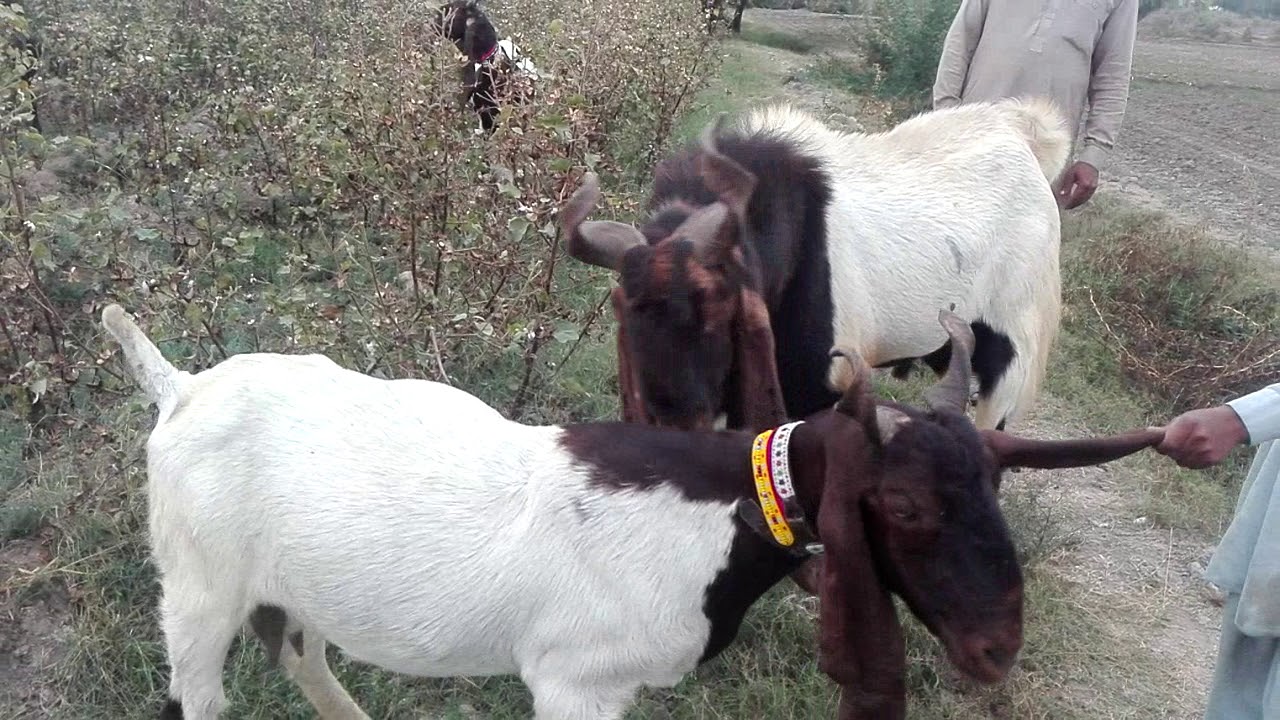 Top class pateri goats breeder for sale - YouTube