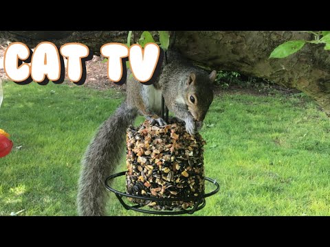 Cat TV!🦜|Squirrel eating cake!🍰 - YouTube